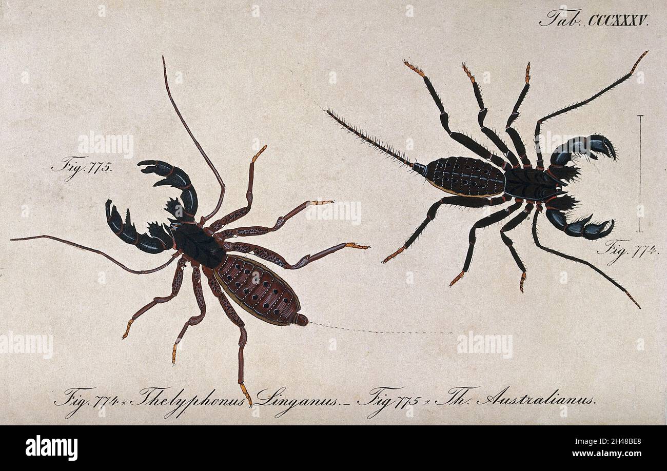 Two scorpions: Thelyphonus linganus and Thelyphonus australianus ...
