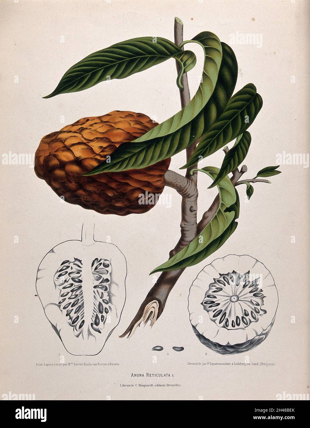 Custard apple or Bullock's heart (Annona reticulata L.): fruiting ...