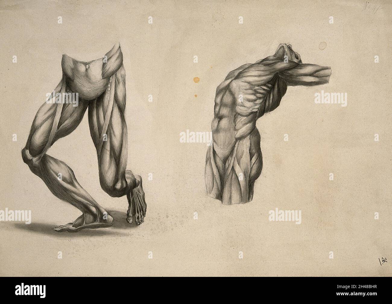 Muscles of the lower limbs and the trunk: two écorché figures. Pencil ...