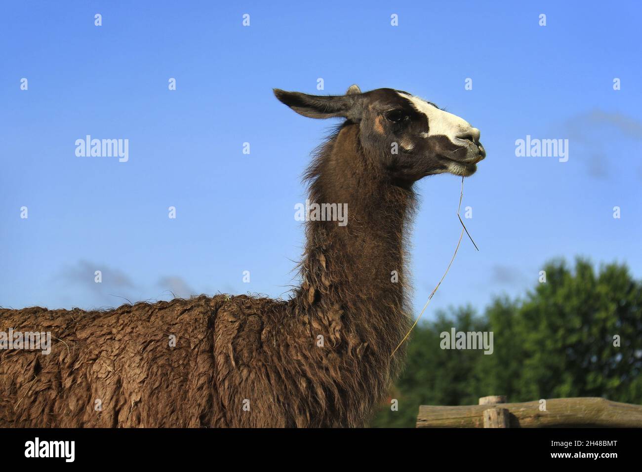 Dried llama hi-res stock photography and images - Alamy