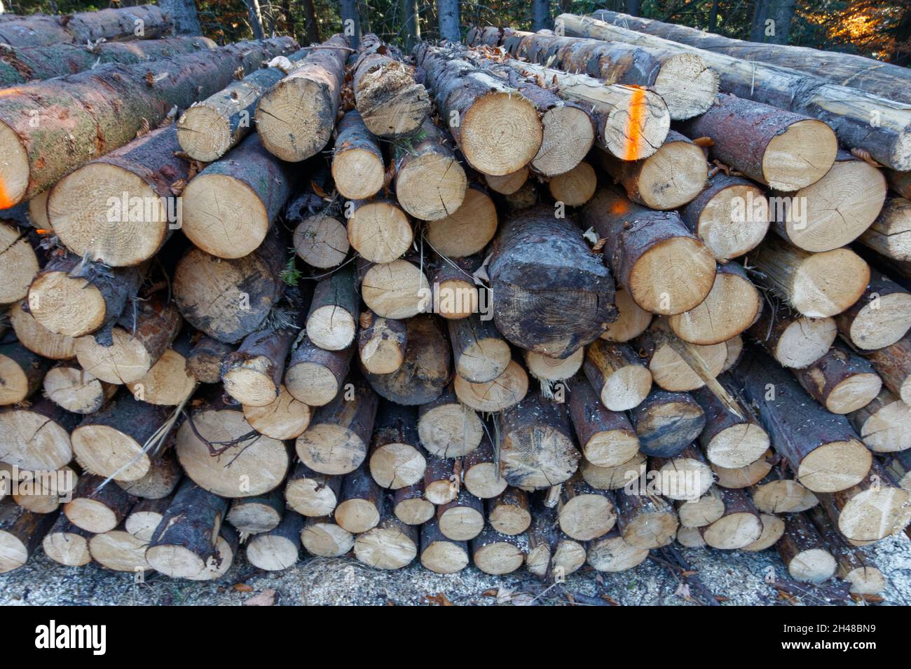 Harvested logs stacked in the woods for seasoning Stock Photo - Alamy
