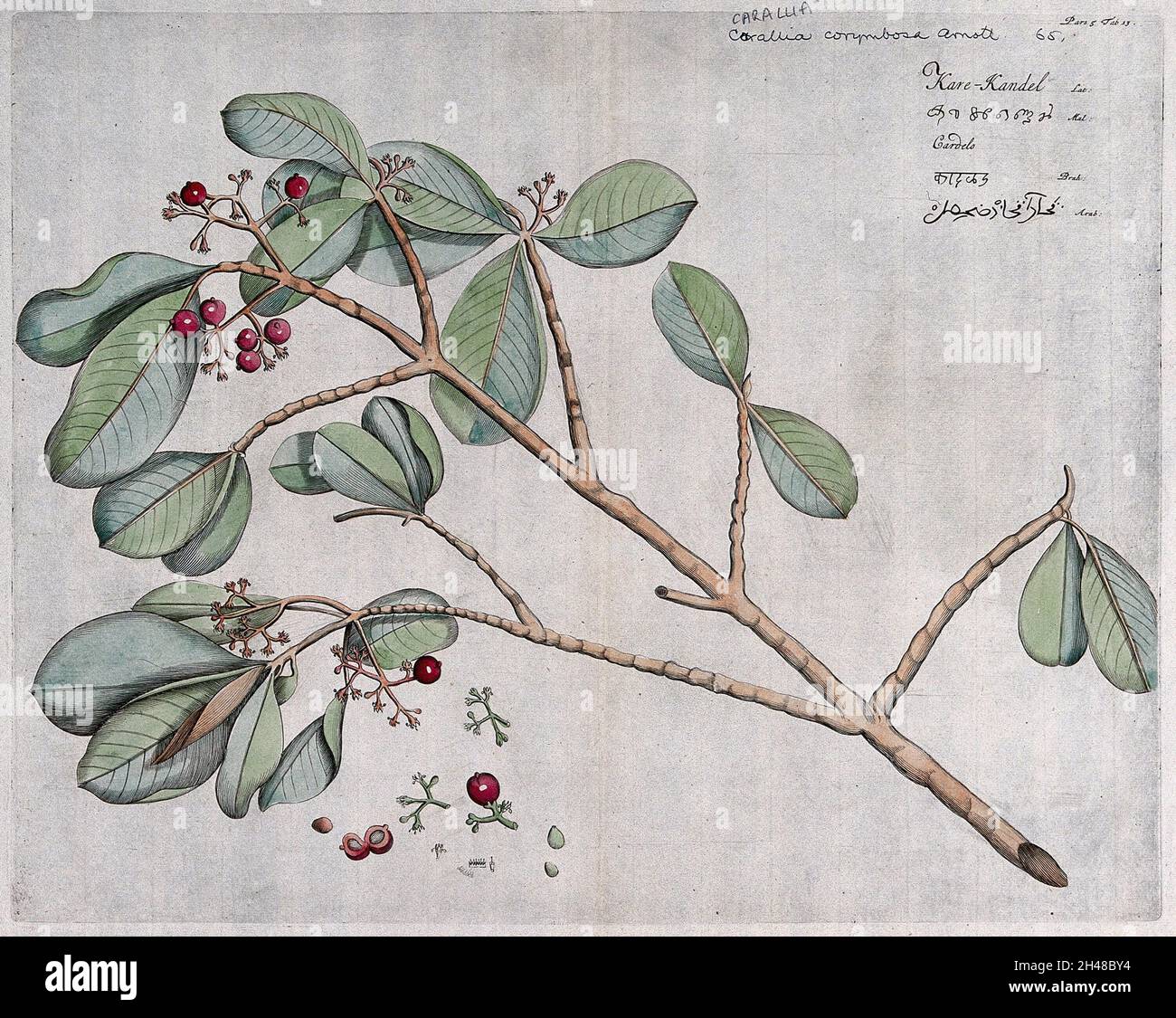 Carallia corymbosa Arn.: branch with flowers and fruit, separate ...