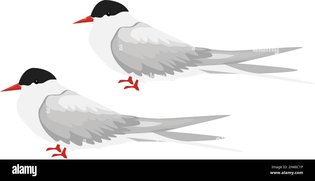 Arctic tern, illustration, vector on a white background Stock Vector ...