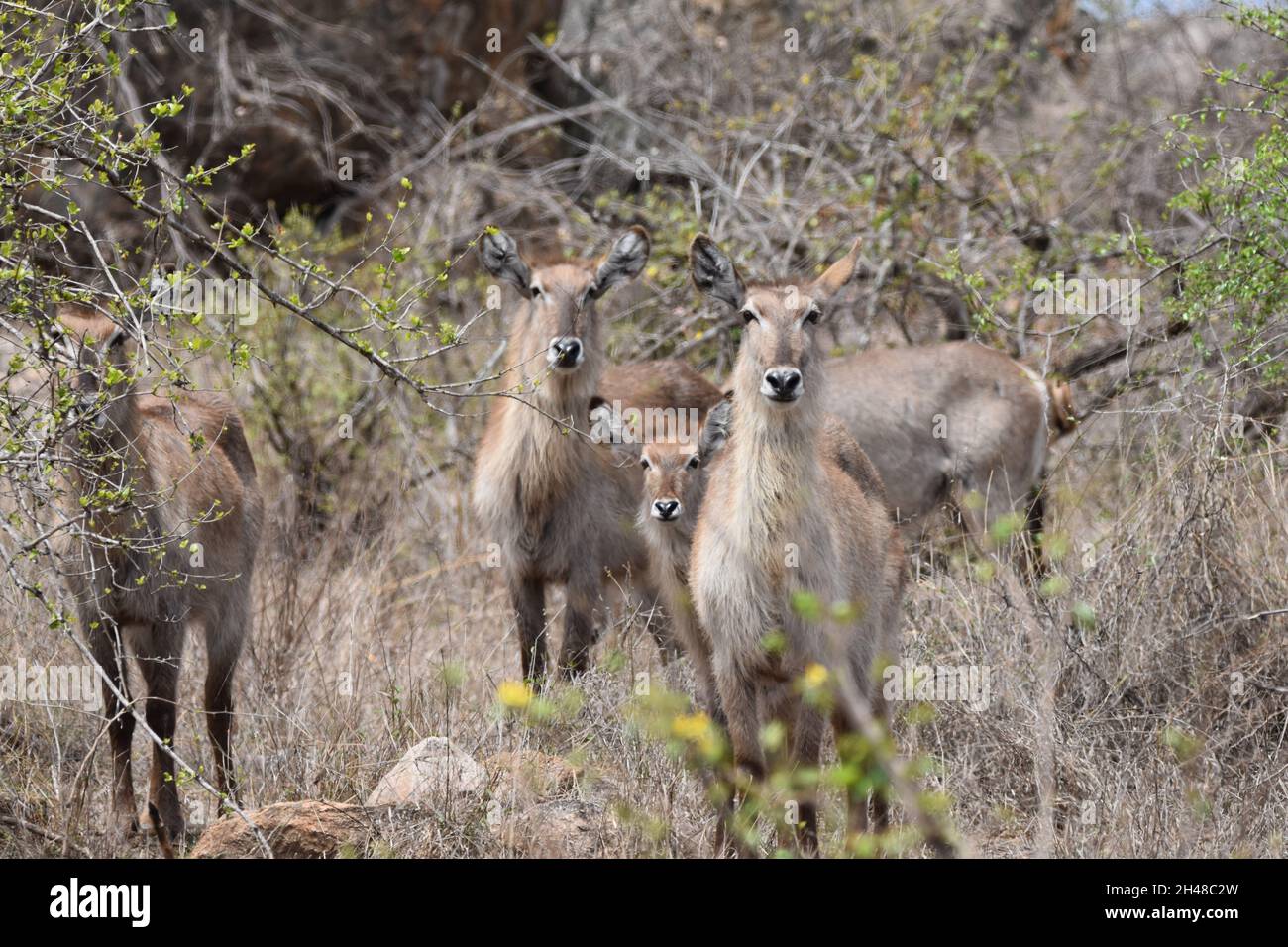 Waterbuck picture hi-res stock photography and images - Alamy