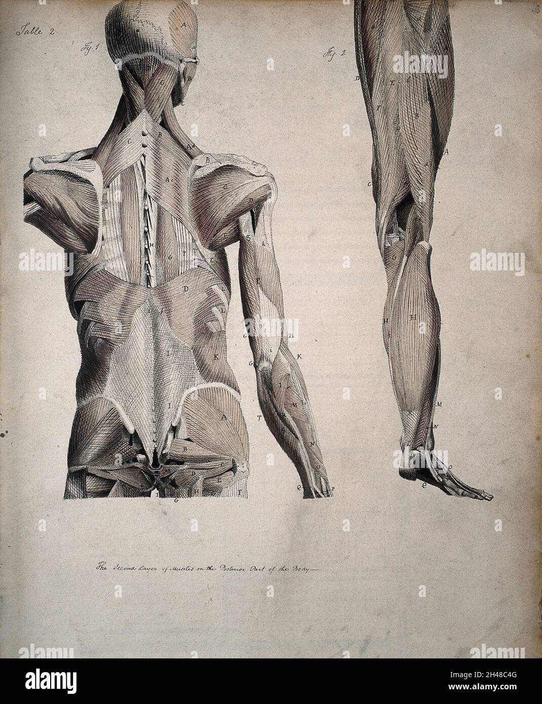 Left, muscles of the head and trunk (back view); right, muscles of the ...