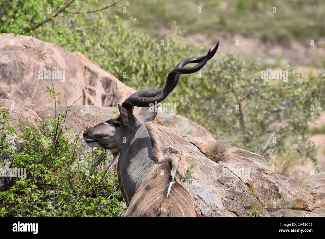 Kudu bull grazing on a tree Stock Photo - Alamy
