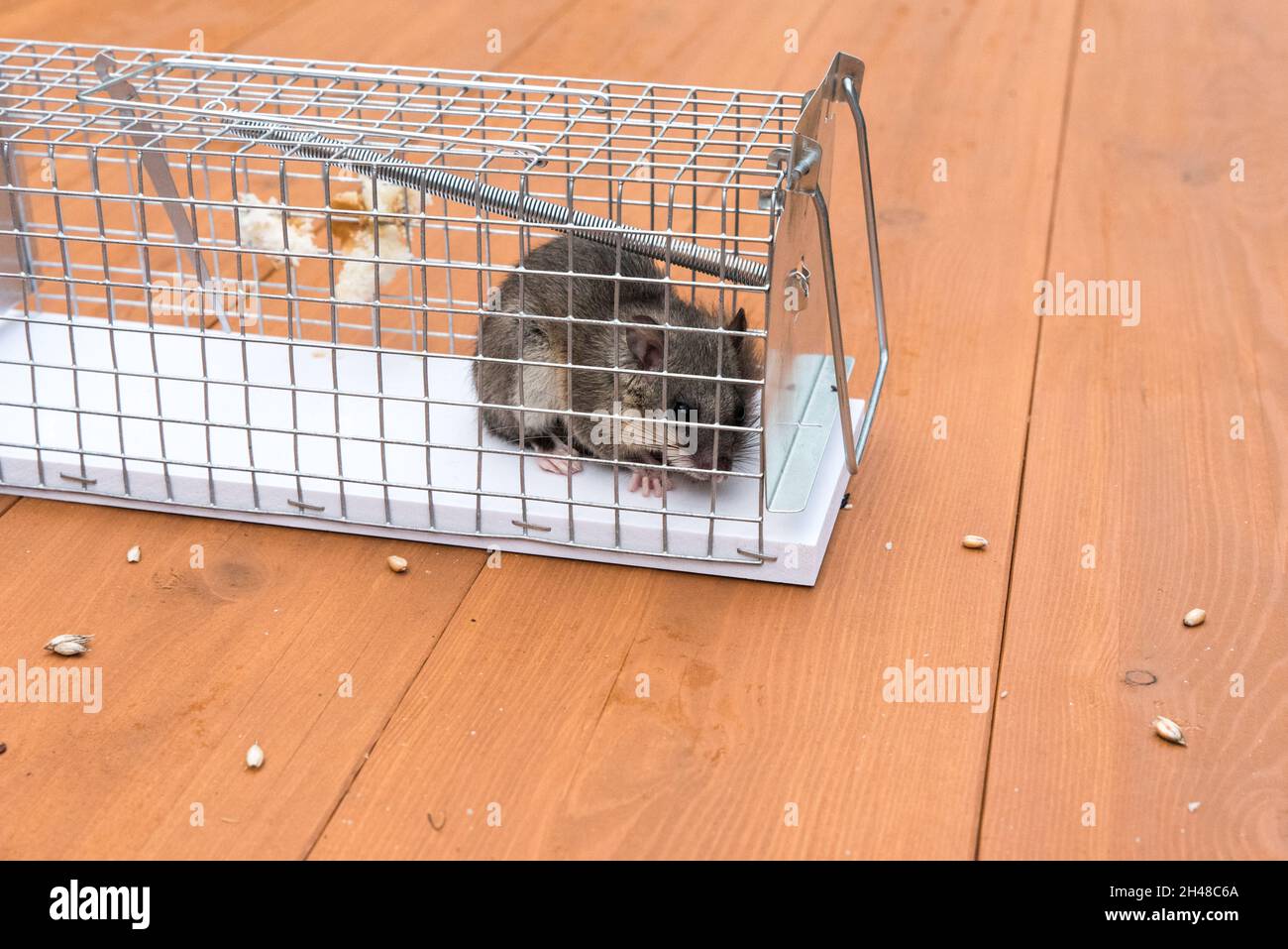 trapped dormouse in live trap Stock Photo - Alamy
