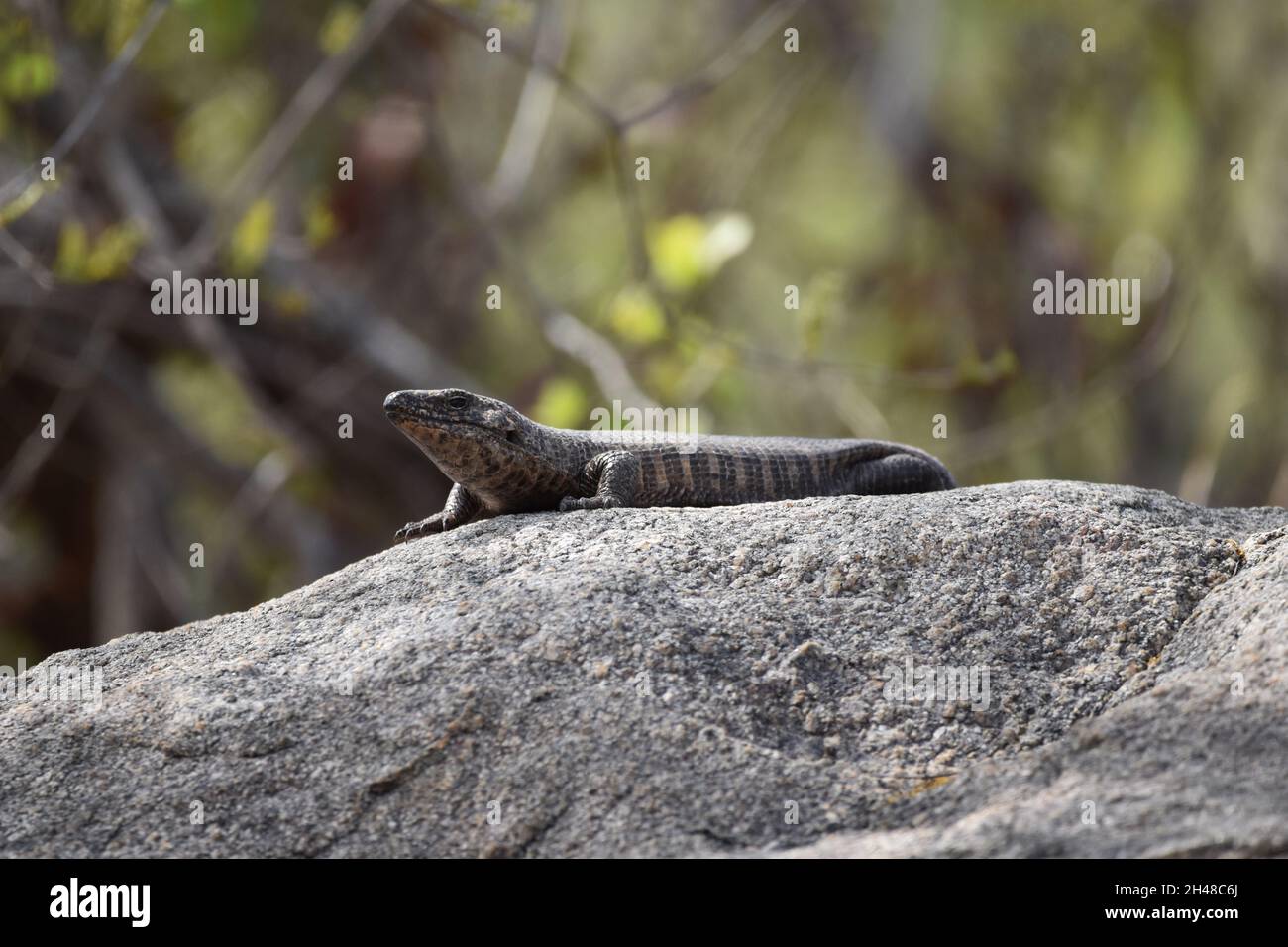 Giant plated lizard on a rock Stock Photo - Alamy