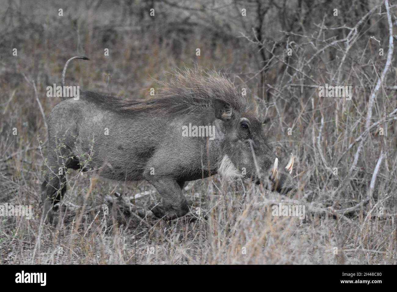 Warthog digging out roots Stock Photo - Alamy