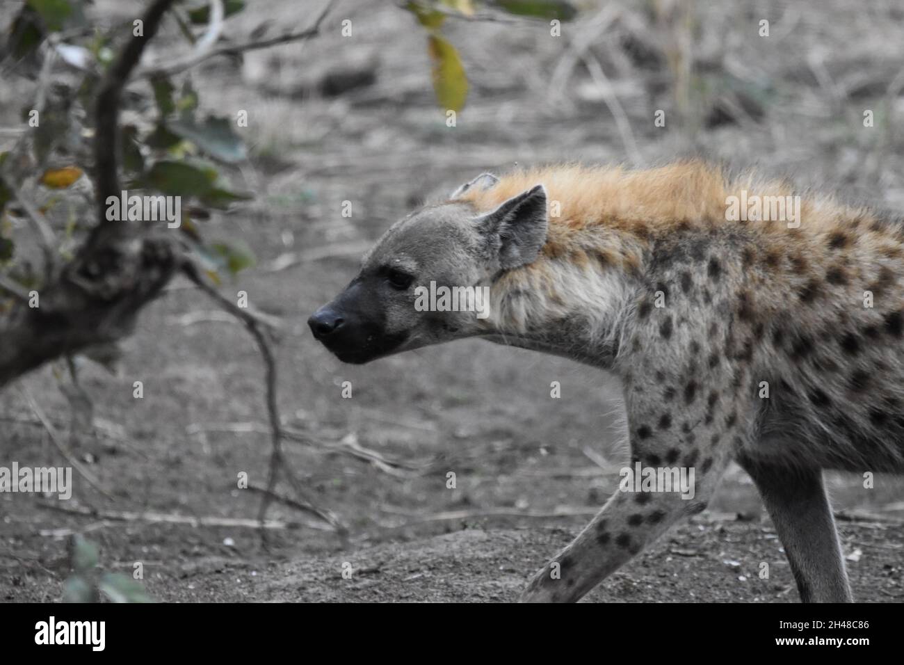 Lone hyena roaming the bush Stock Photo - Alamy
