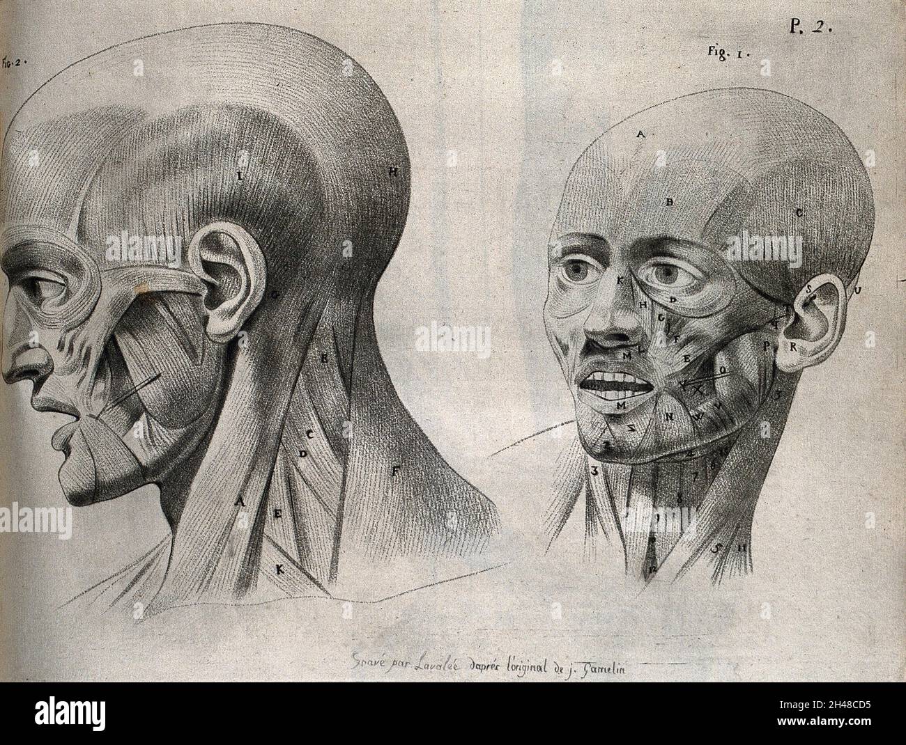 Muscles of the head, face and neck: two écorché figures. Stipple print ...