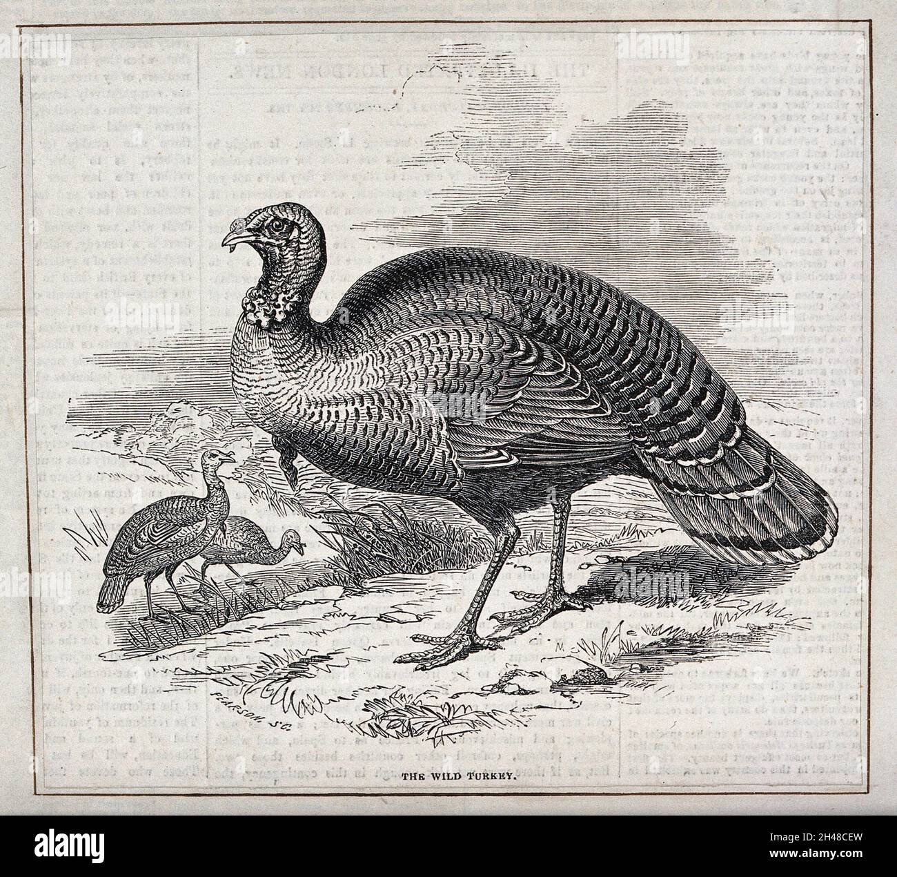 Engraving of wild turkey hi-res stock photography and images - Alamy