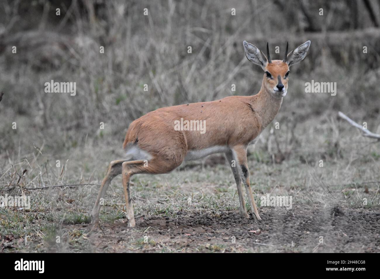Answering the call of nature hi-res stock photography and images - Alamy