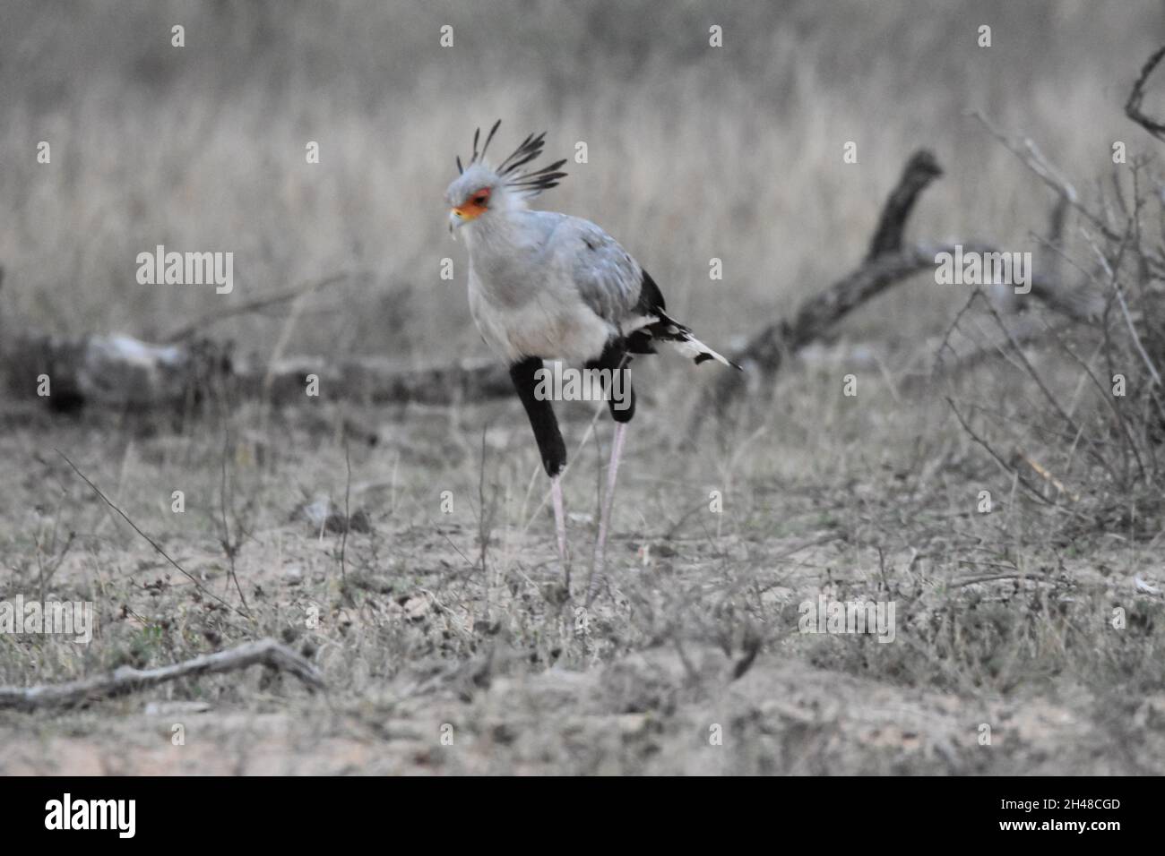 Secretary bird zoo hi-res stock photography and images - Alamy