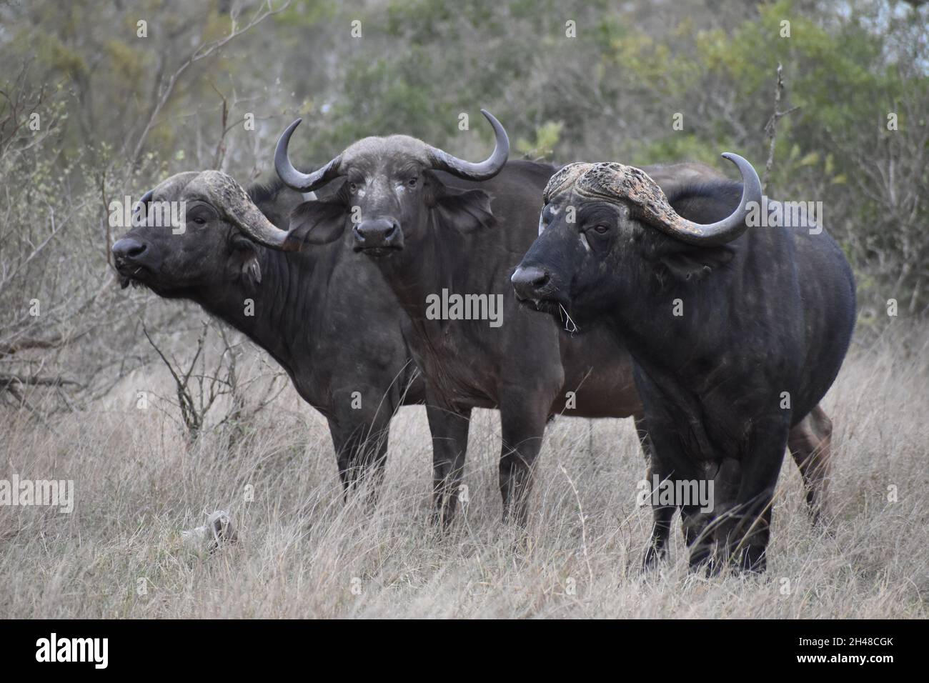 Buffalo bulls hi-res stock photography and images - Alamy