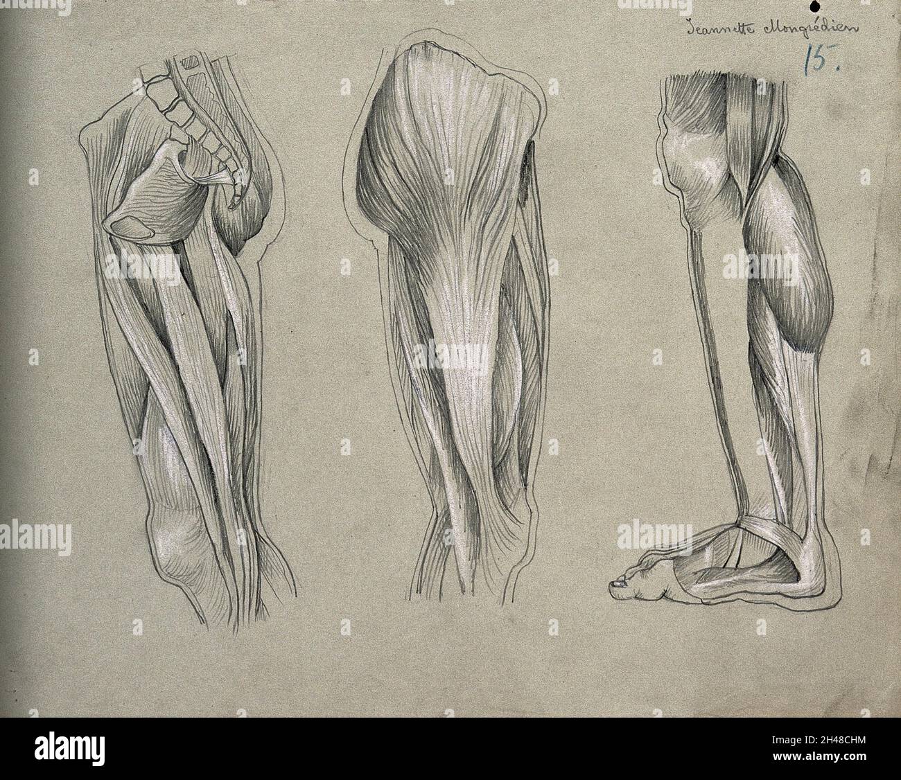 Muscles of the leg and foot: three figures. Pencil and chalk drawing by ...