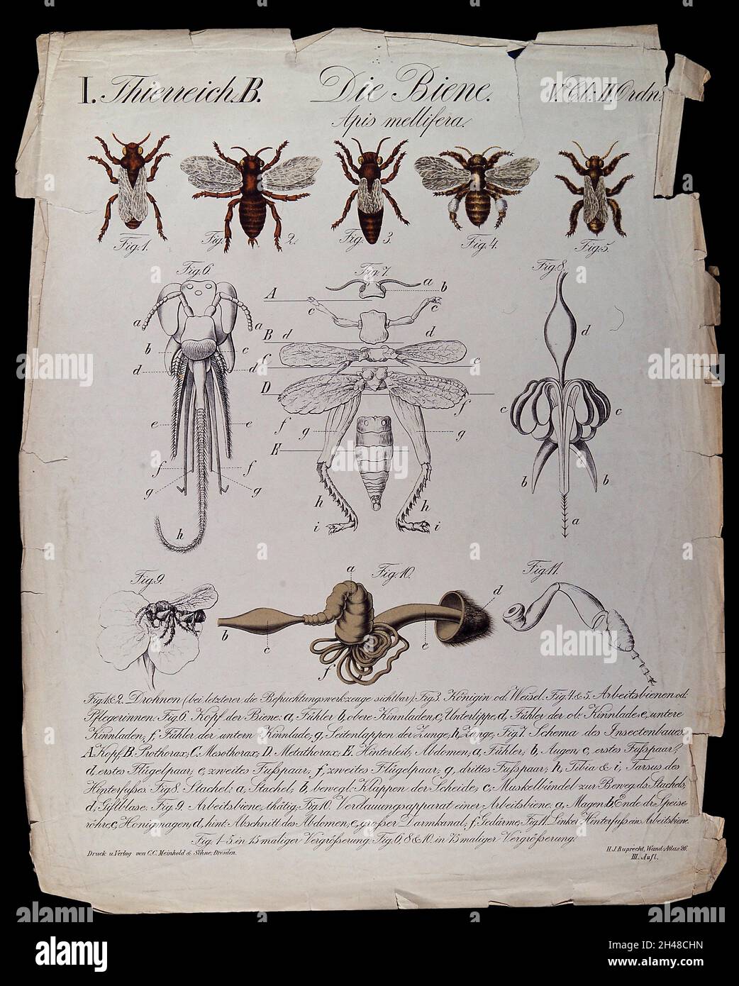Bees: eleven figures showing male and female bees, with diagrams ...