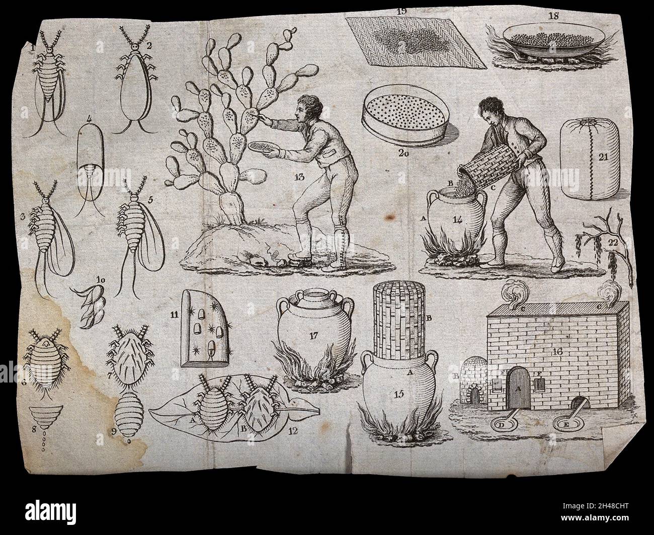 Agriculture: men gathering insects from cactus plants, then processing ...