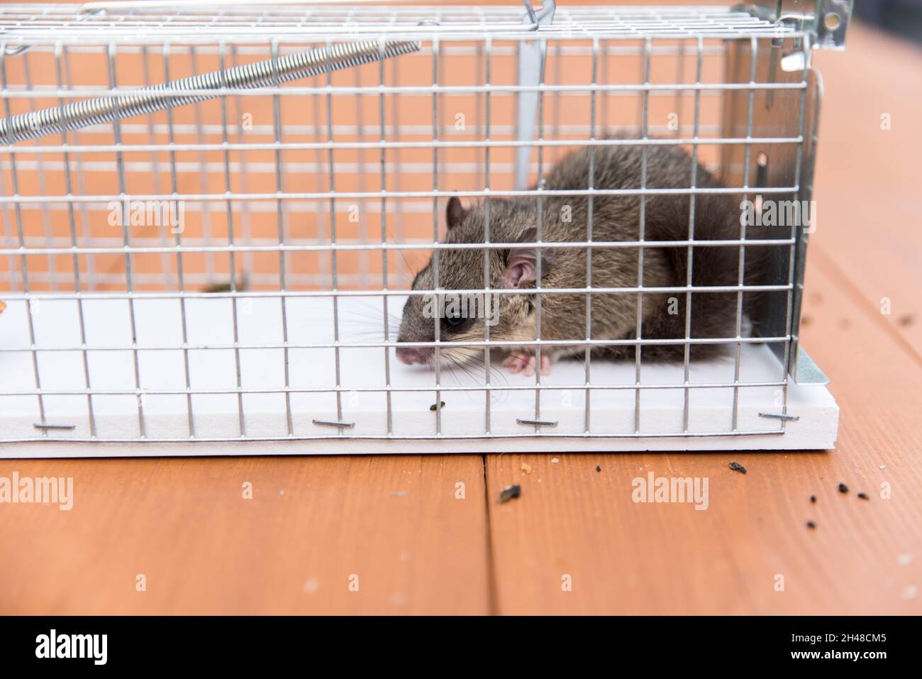 trapped dormouse in live trap Stock Photo - Alamy