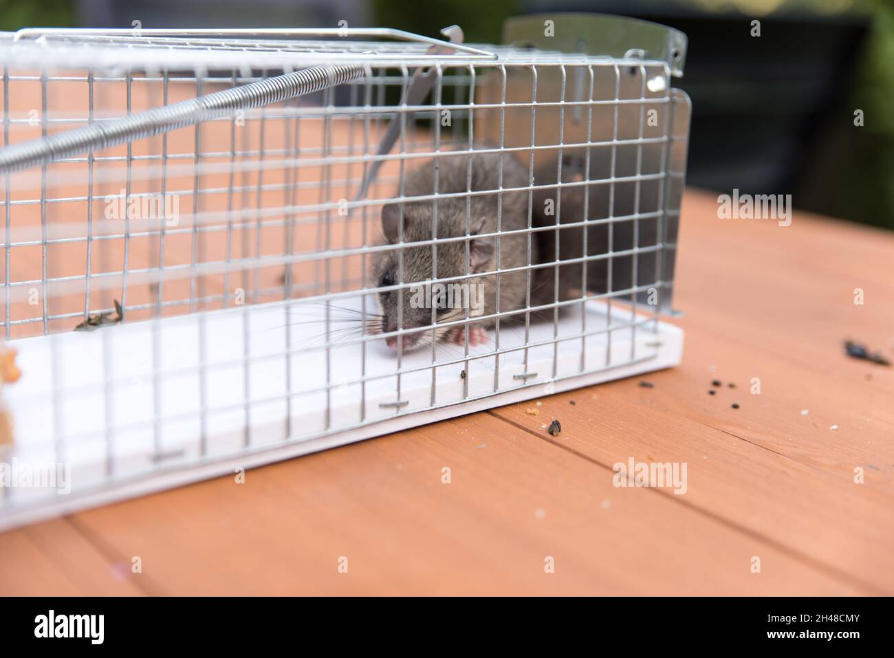 trapped dormouse in live trap Stock Photo - Alamy