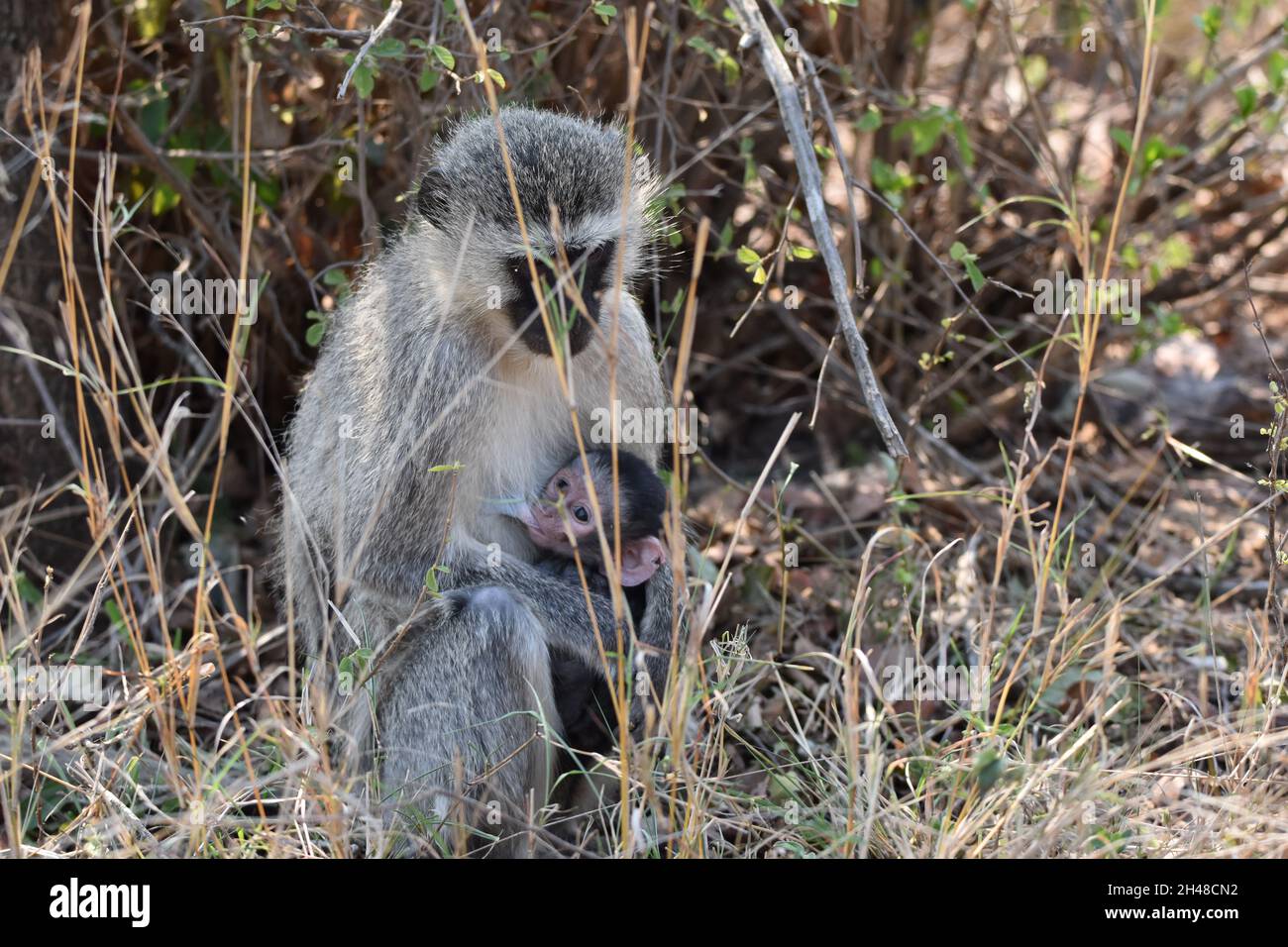 Langur vervet monkey hi-res stock photography and images - Alamy