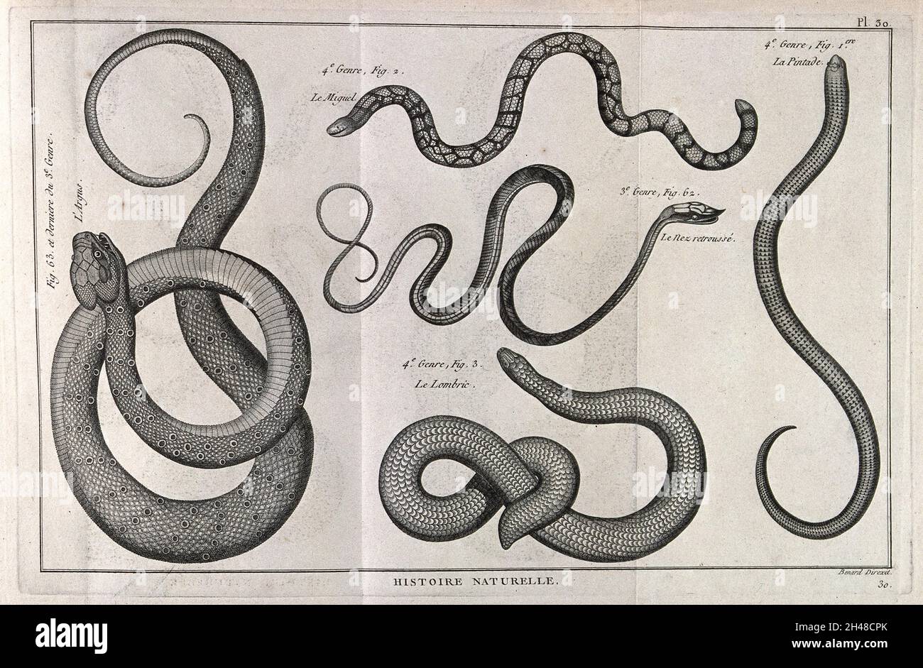 One cobra and four colubrid snakes, including possibly an oriental whip ...