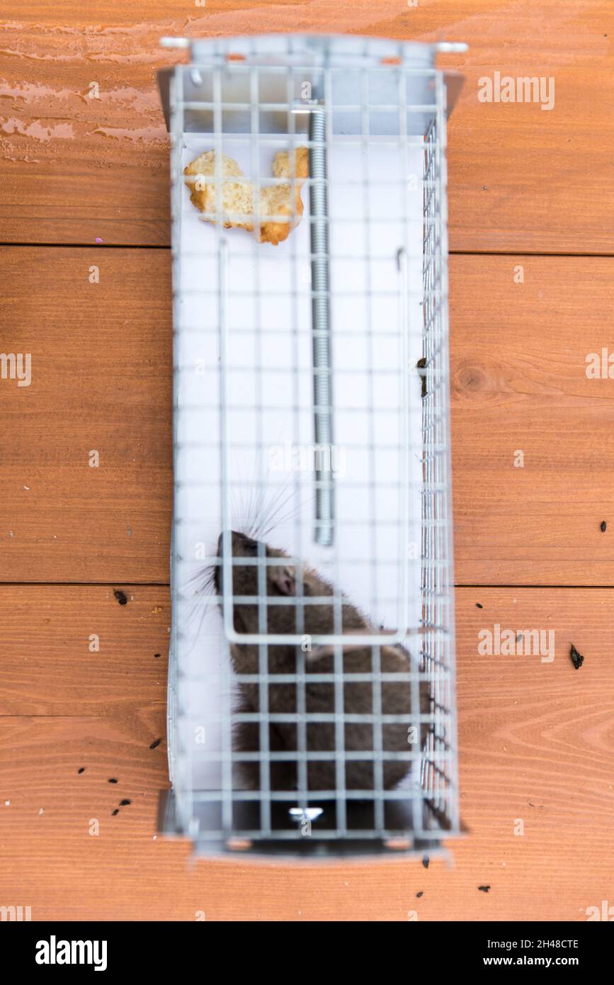 trapped dormouse in live trap Stock Photo - Alamy