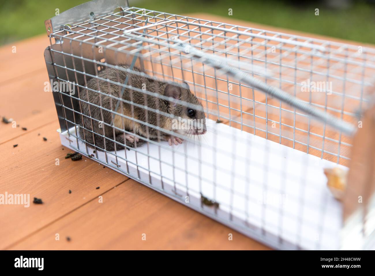 trapped dormouse in live trap Stock Photo - Alamy