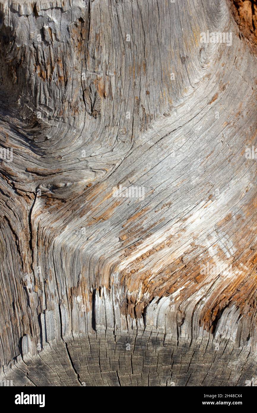 Tree wood texture bakcground abstract Stock Photo - Alamy