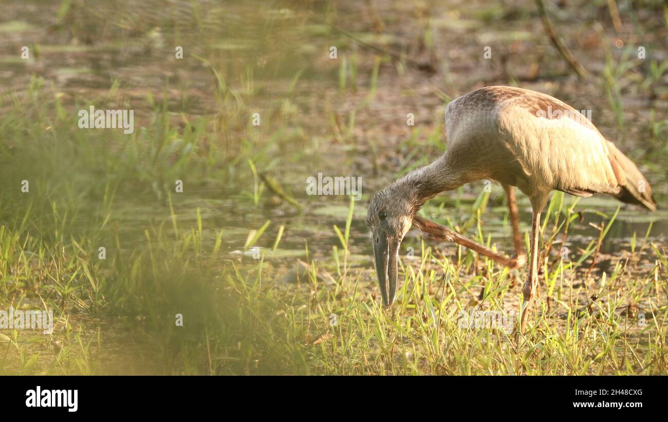 Indian openbill stork hi-res stock photography and images - Alamy
