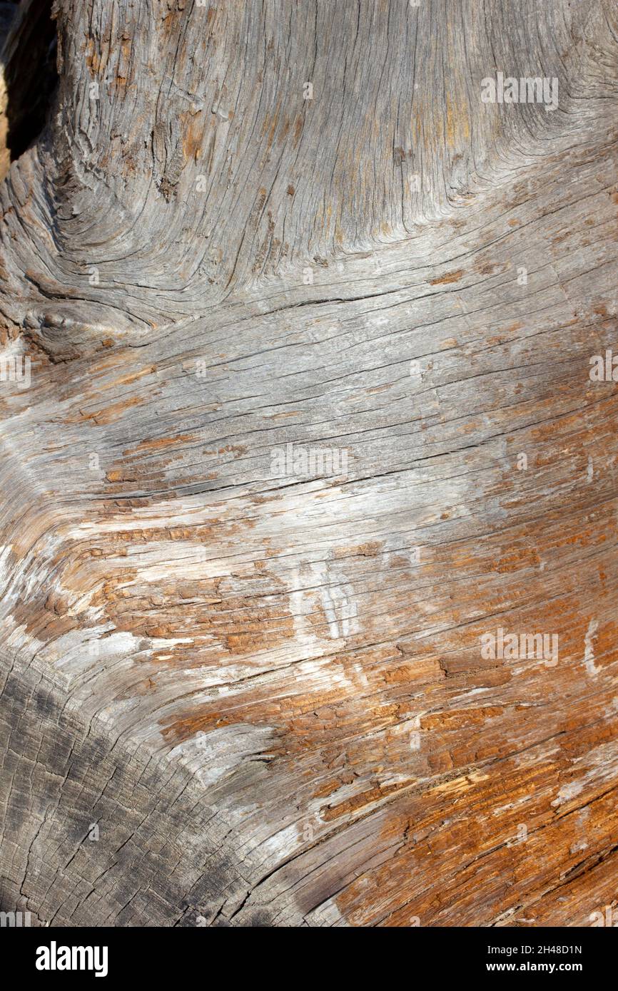 Tree wood texture bakcground abstract Stock Photo - Alamy