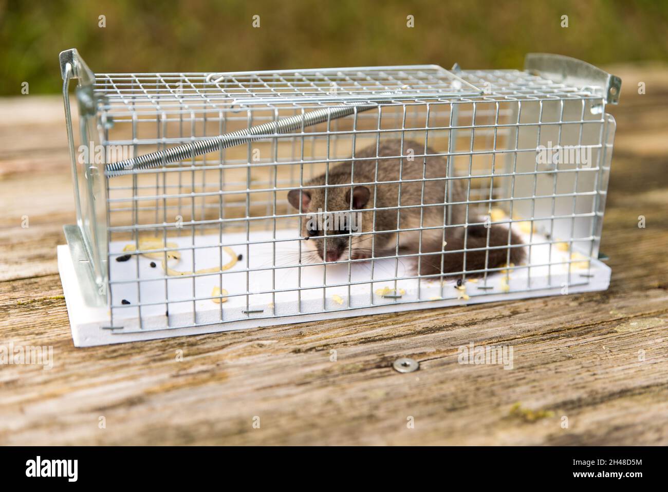 Glis glis hibernation hi-res stock photography and images - Alamy