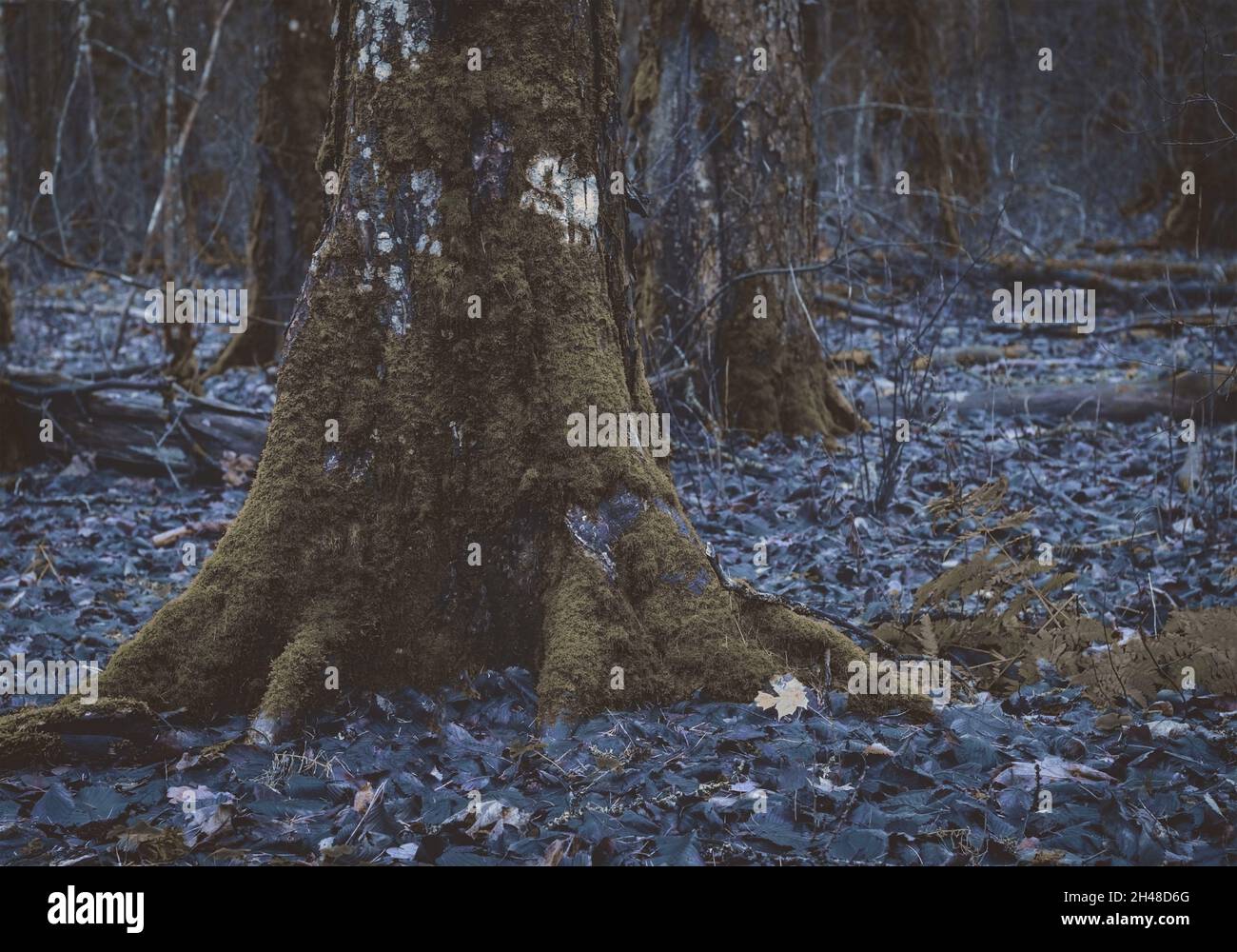 Fantasy gothic horror tree hi-res stock photography and images - Alamy