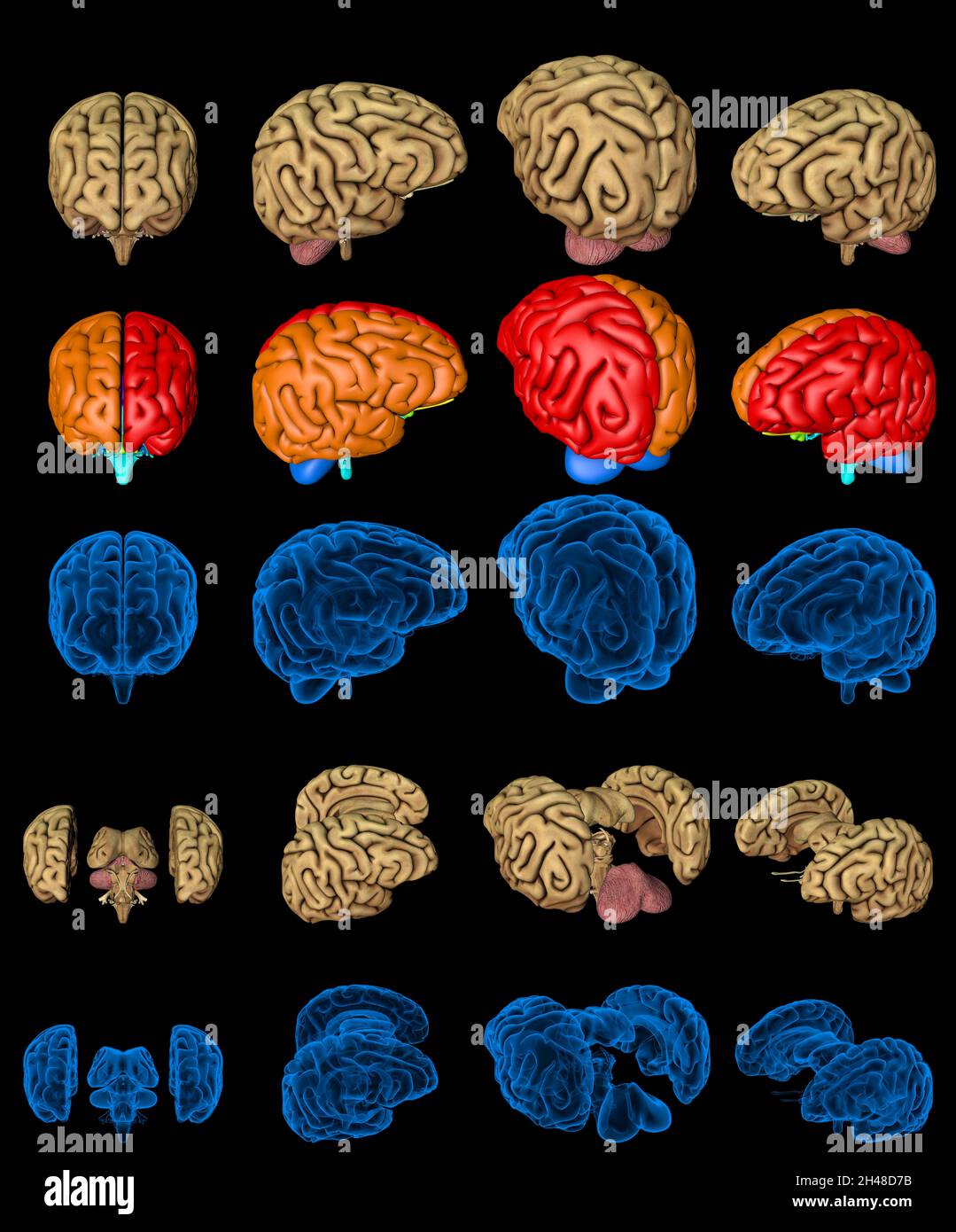 Set of isolated brain renders - whole and split with rontgen style ...