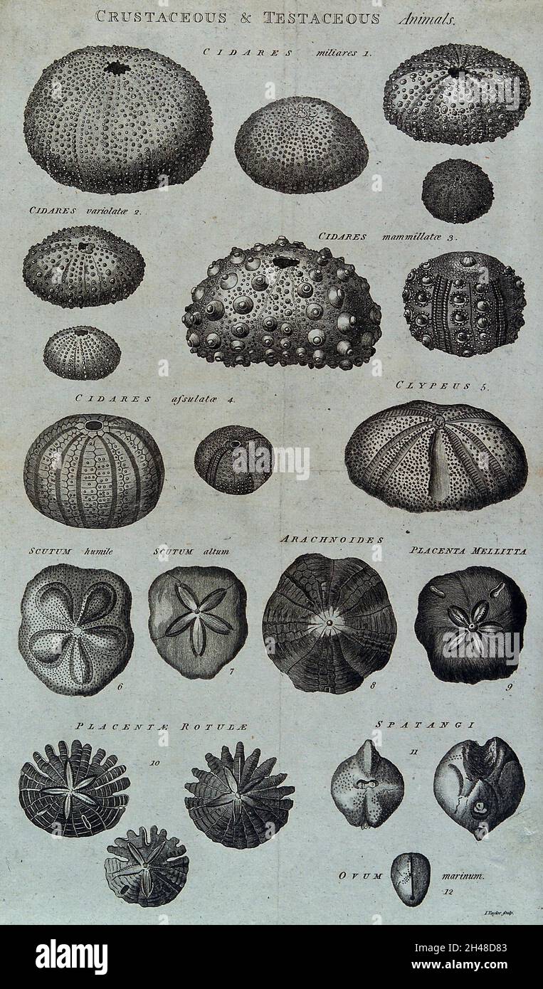 Shell bearing organisms hi-res stock photography and images - Alamy