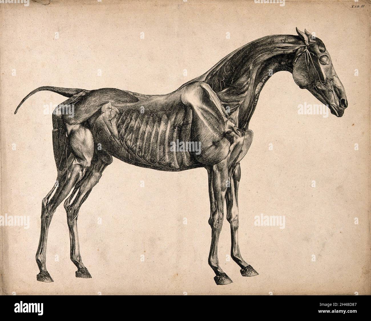 Muscles and blood-vessels of a horse: écorché figure, side view ...