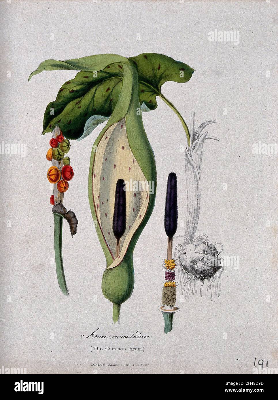 Cuckoo-pint (Arum maculatum): spathe and spadix with hairs and flowers ...