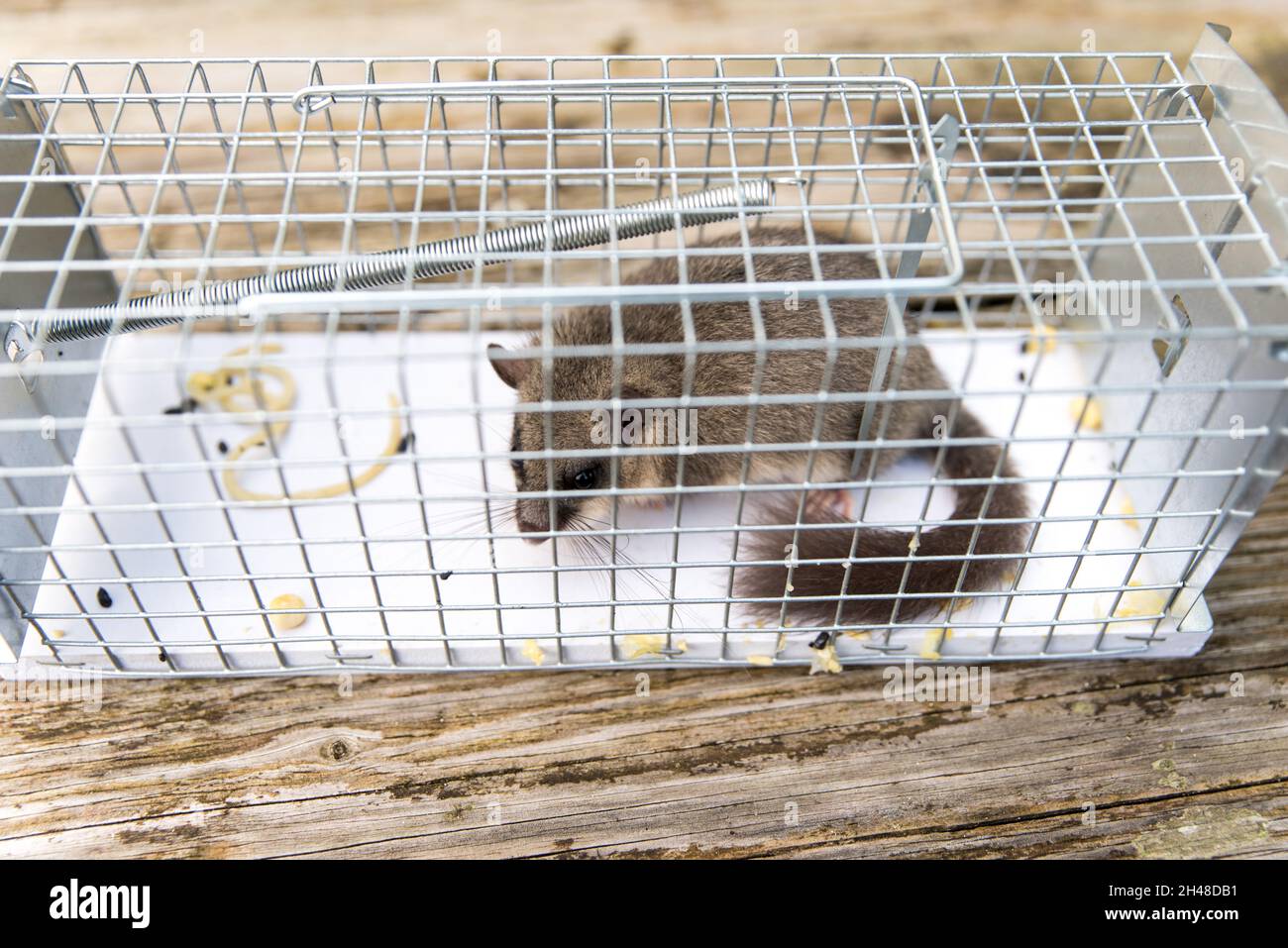 trapped dormouse in live trap Stock Photo - Alamy