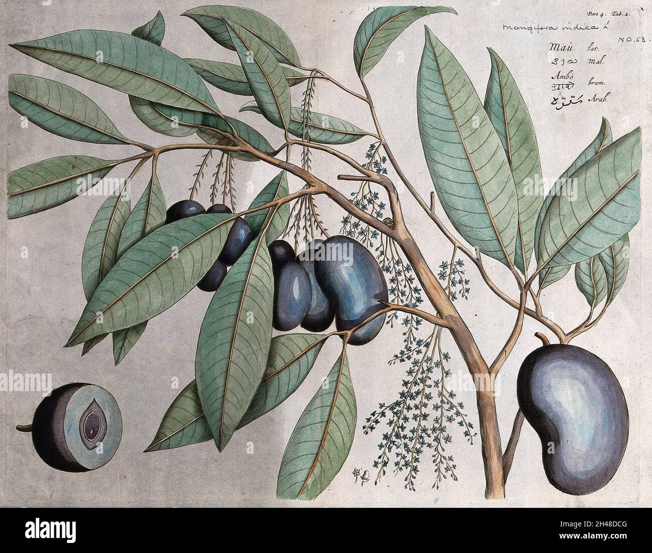 Mango (Mangifera indica L.): branch with flowers, fruit and leaves ...