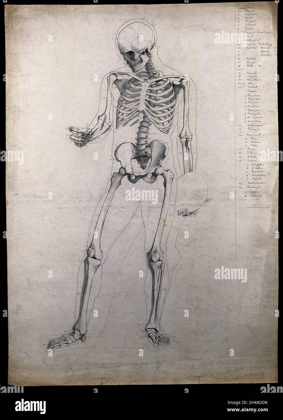 Skeleton holding pencil hi-res stock photography and images - Alamy