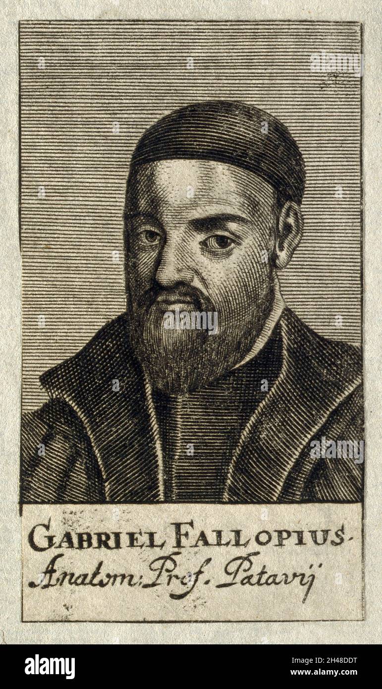 Fallopio hi-res stock photography and images - Alamy