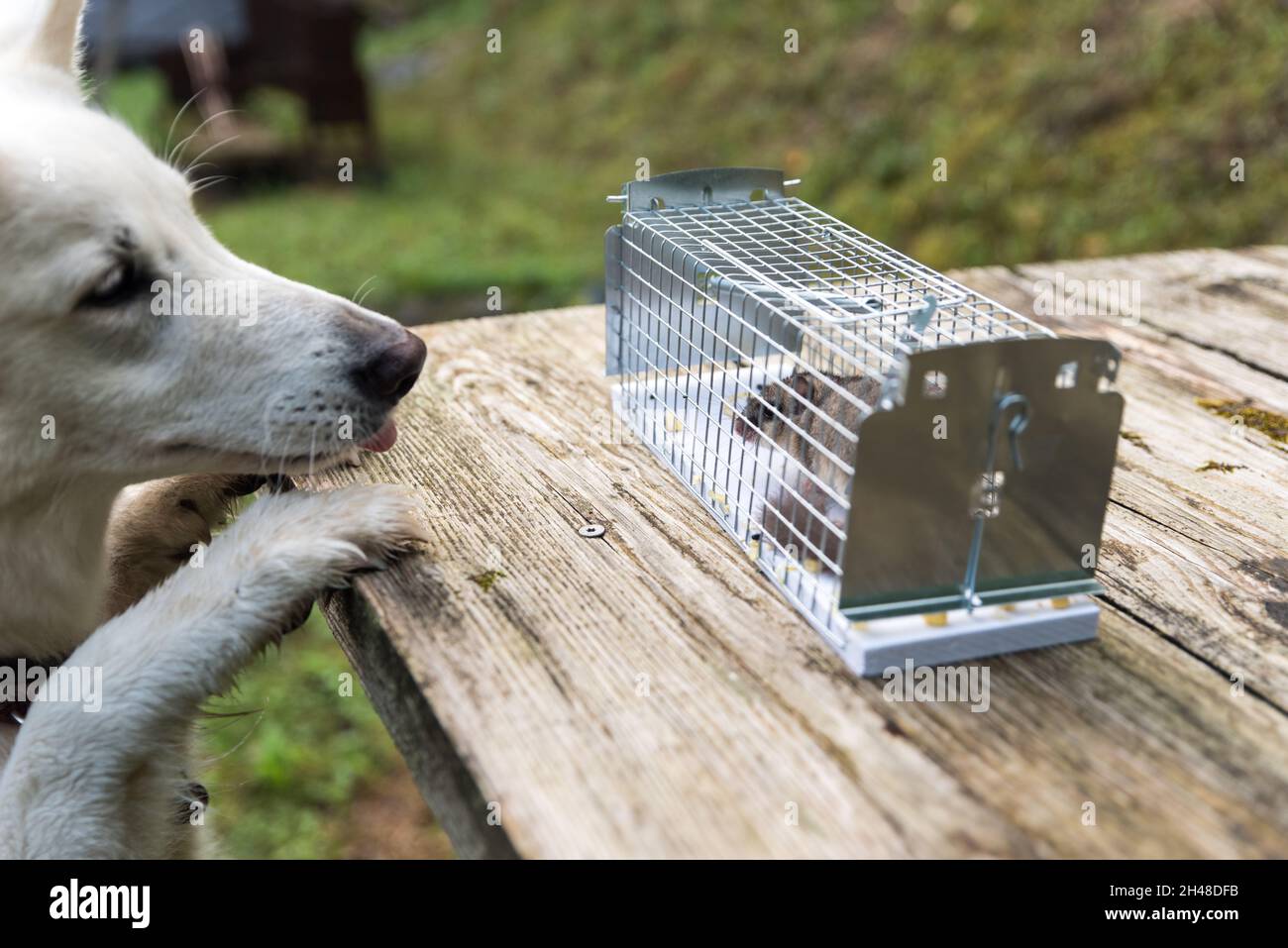 trapped dormouse in live trap Stock Photo - Alamy
