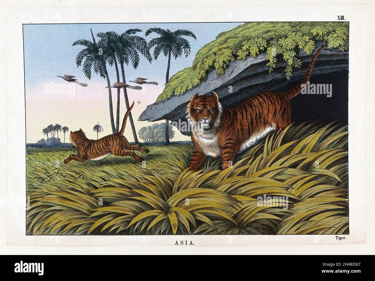 Two tigers hunting for food. Coloured lithograph Stock Photo - Alamy
