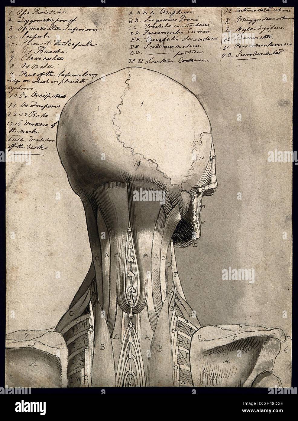Muscles of the head and neck: écorch ́figure seen from behind. Pen and ...
