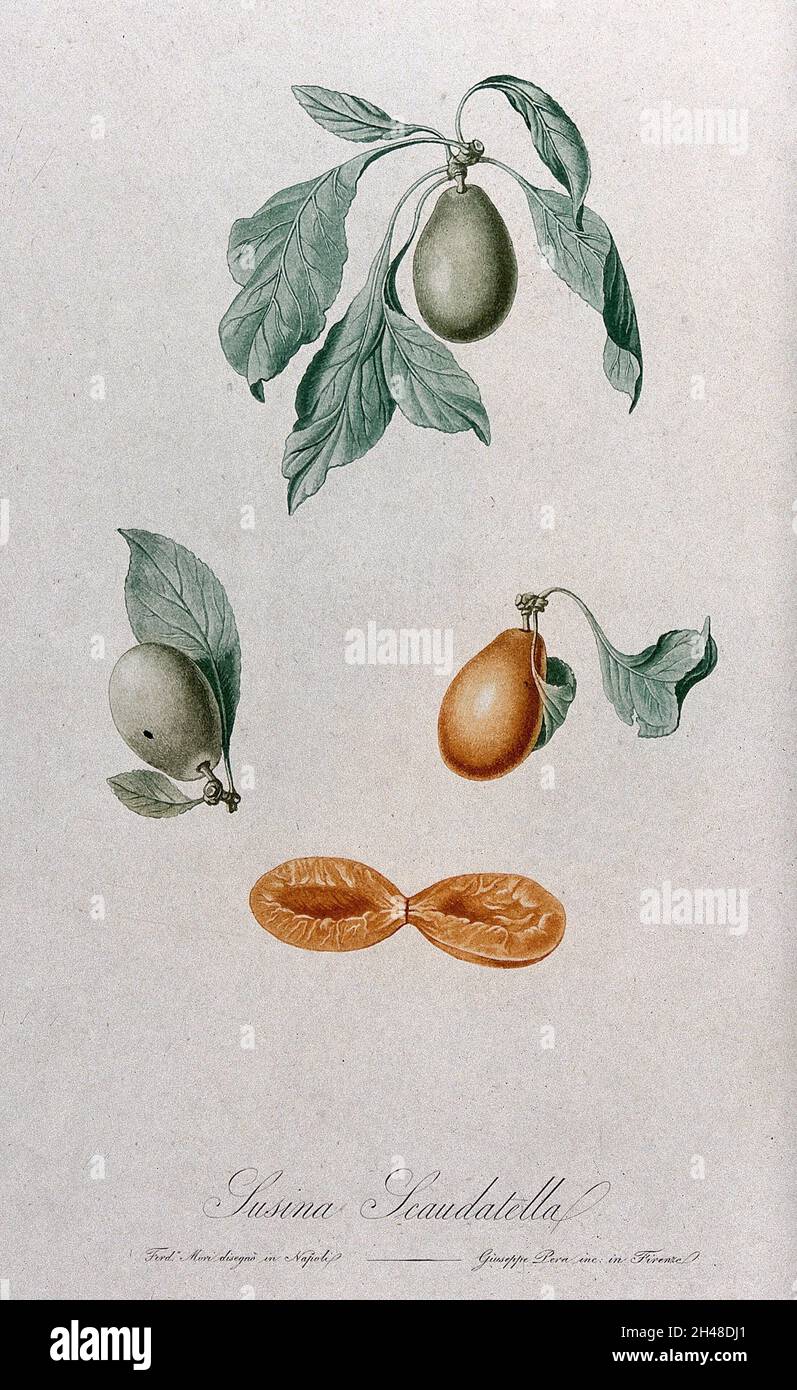 Mori fruit hi-res stock photography and images - Alamy