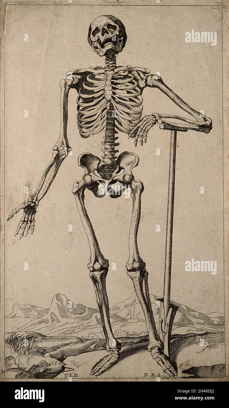 A human skeleton, seen from the front, resting the bones of his lower ...