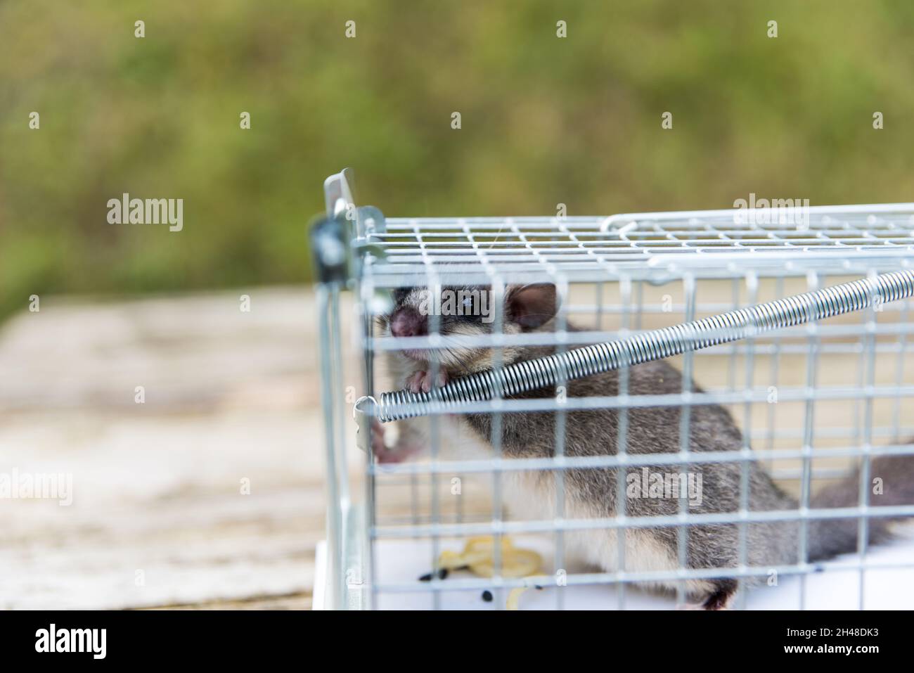 trapped dormouse in live trap Stock Photo - Alamy