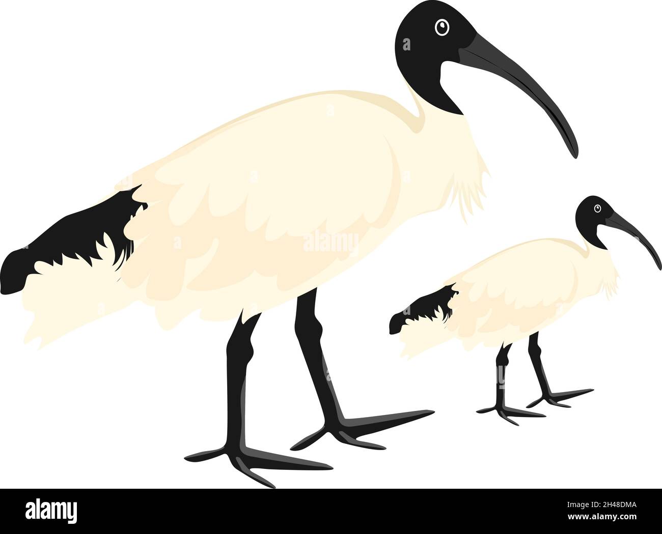 Australian white ibis, illustration, vector on a white background Stock ...