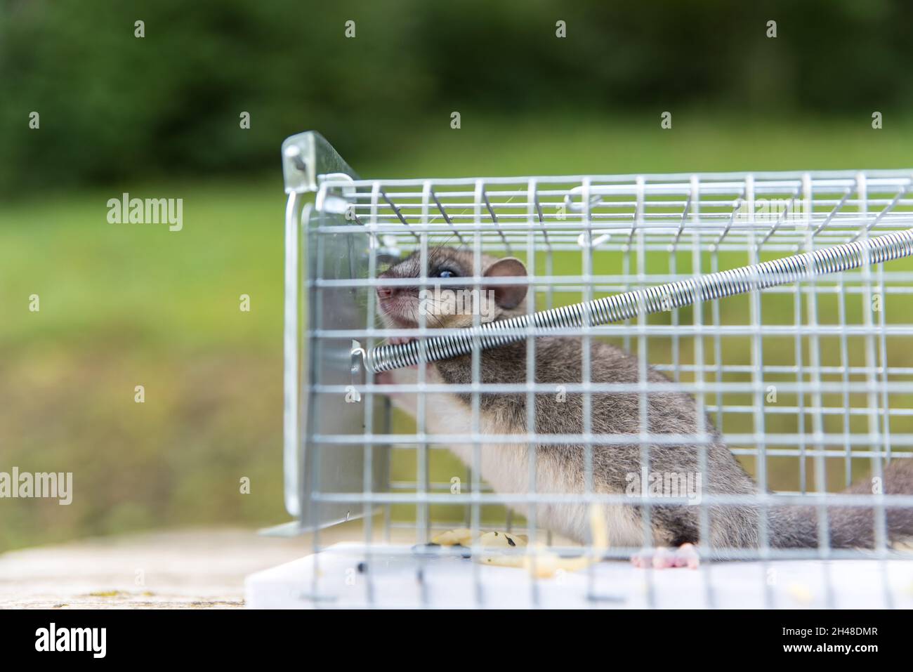 trapped dormouse in live trap Stock Photo - Alamy