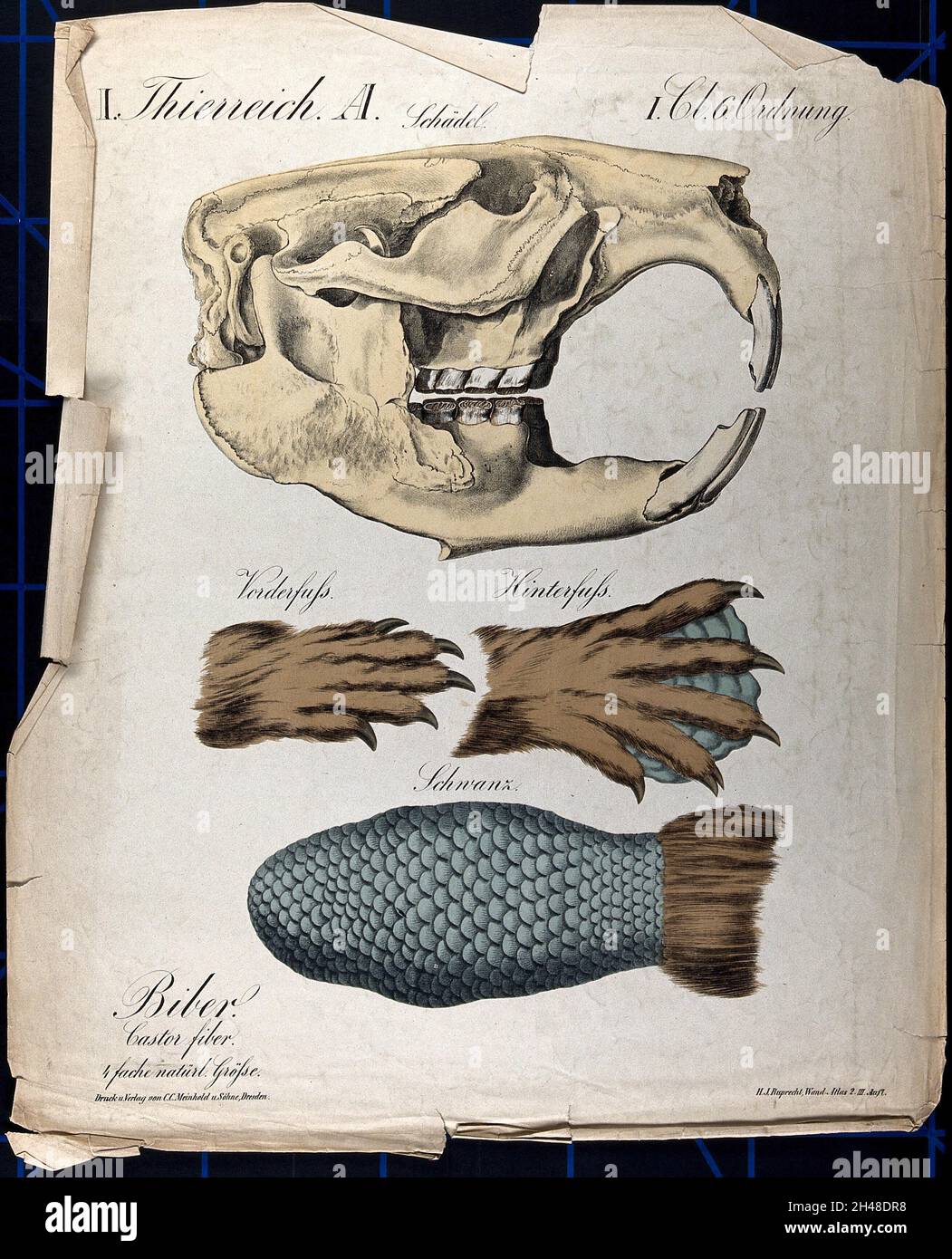 Beaver skull, with illustrations showing the fore foot, hind foot, and ...
